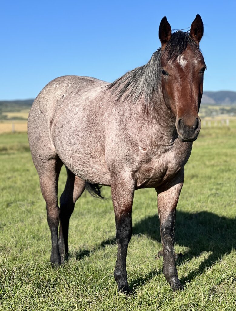 Broodmares - 35 Select Stock